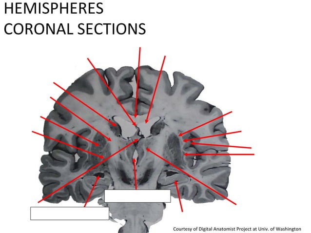 Anat 321lab4 2009 Fillintheblank | PPT