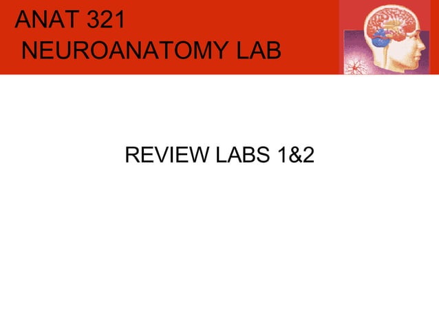 ANAT-321: review lab 1 & 2 | PPT