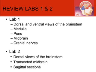 ANAT-321: review lab 1 & 2 | PPT