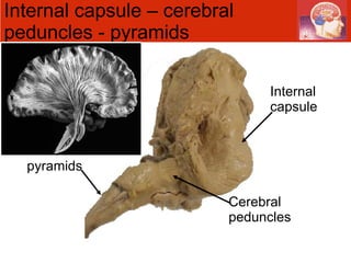 ANAT-321: review lab 1 & 2 | PPT
