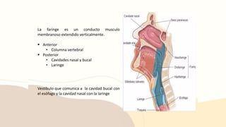 Anat-Embr-Fisio Laringe y faringe ANATOMIA | PDF