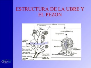 Anat. y fisio. de la ubre MSD Salud Animal Salud Lechera | PPT