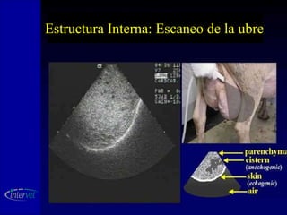 Anat. y fisio. de la ubre MSD Salud Animal Salud Lechera | PPT