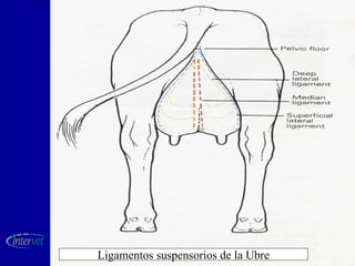 Anat. y fisio. de la ubre MSD Salud Animal Salud Lechera | PPT