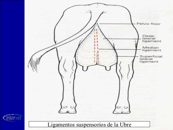 Anat. y fisio. de la ubre MSD Salud Animal Salud Lechera