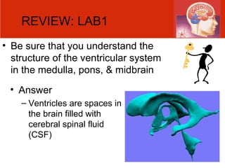 ANAT-321 DEMONSTRATOR LAB1 | PPT
