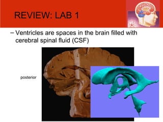 ANAT-321 DEMONSTRATOR LAB1 | PPT