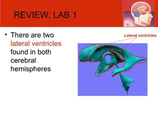 ANAT-321 DEMONSTRATOR LAB1 | PPT
