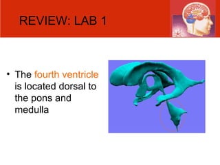 ANAT-321 DEMONSTRATOR LAB1 | PPT