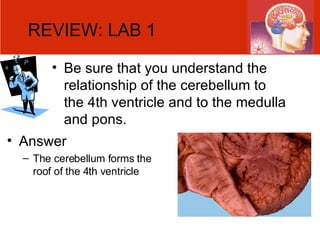 ANAT-321 DEMONSTRATOR LAB1 | PPT