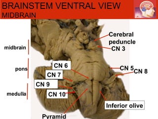 ANAT-321 DEMONSTRATOR LAB1 | PPT