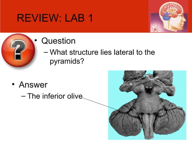 ANAT-321 DEMONSTRATOR LAB1 | PPT
