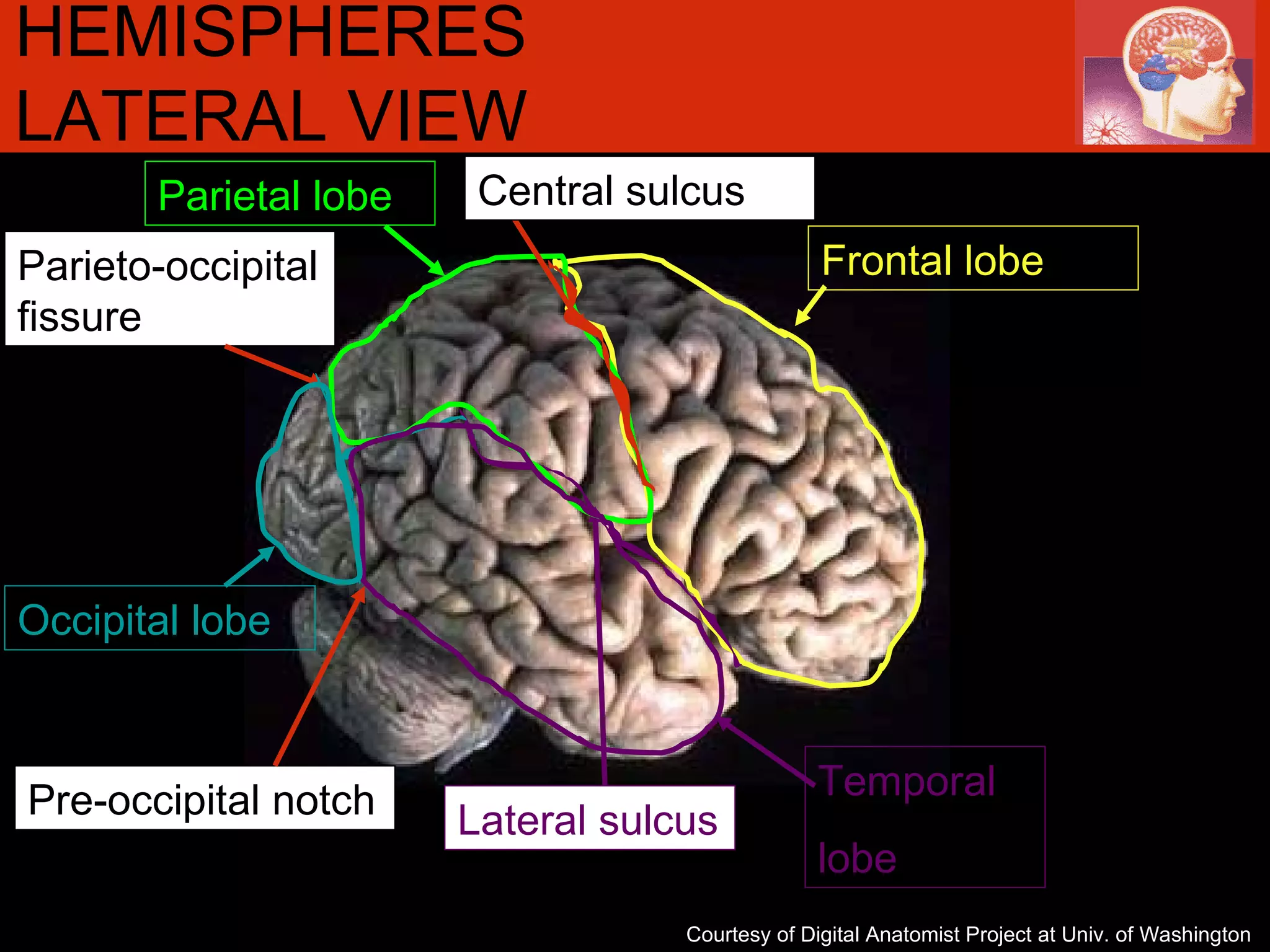 Anat321demoreview Lab 3 2009 | PPT