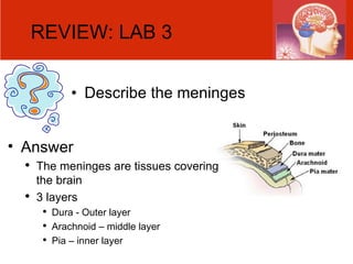 Anat321demoreview Lab 3 2009 | PPT