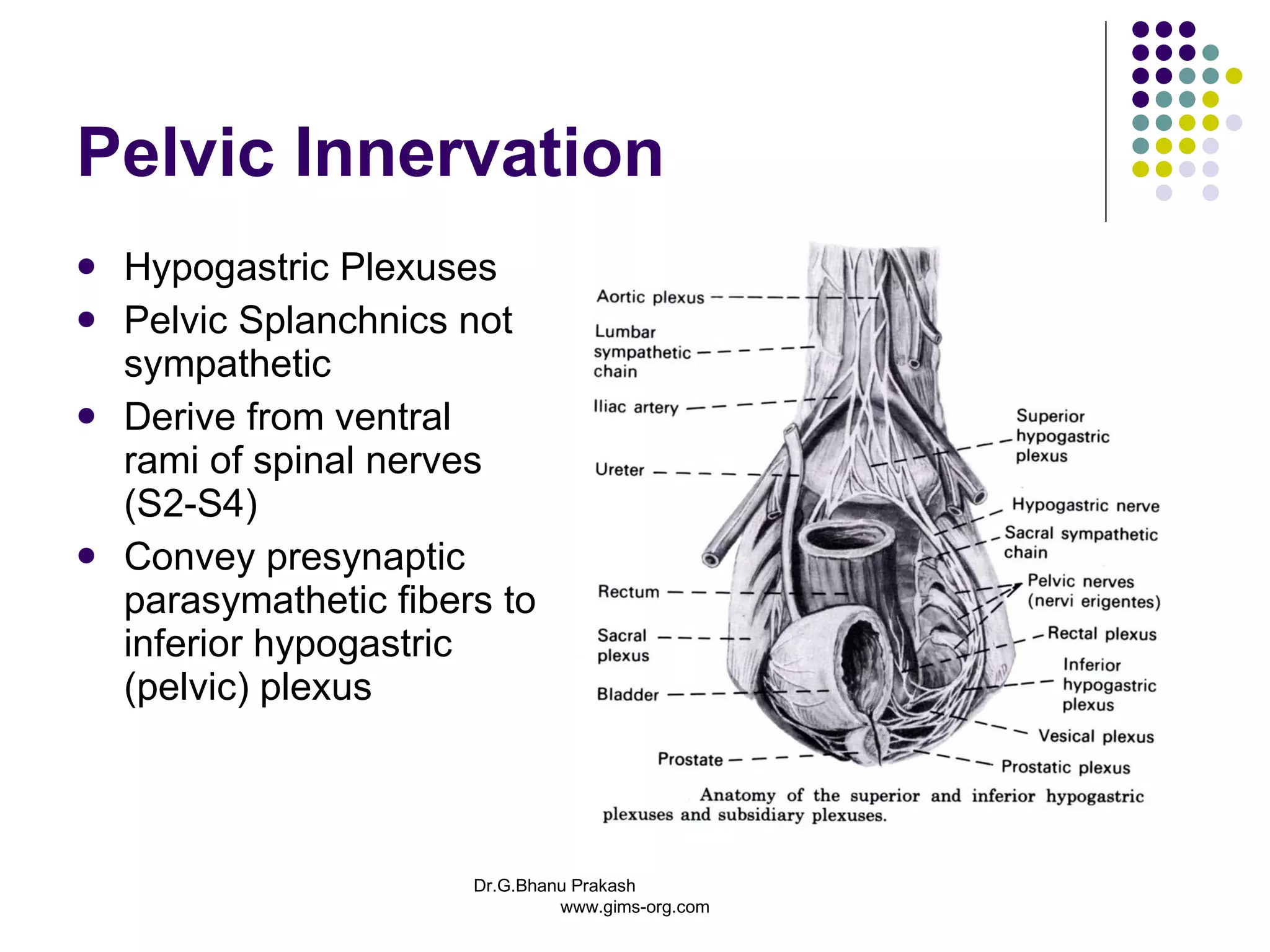 Anatomy abdomen and pelvis | PPT
