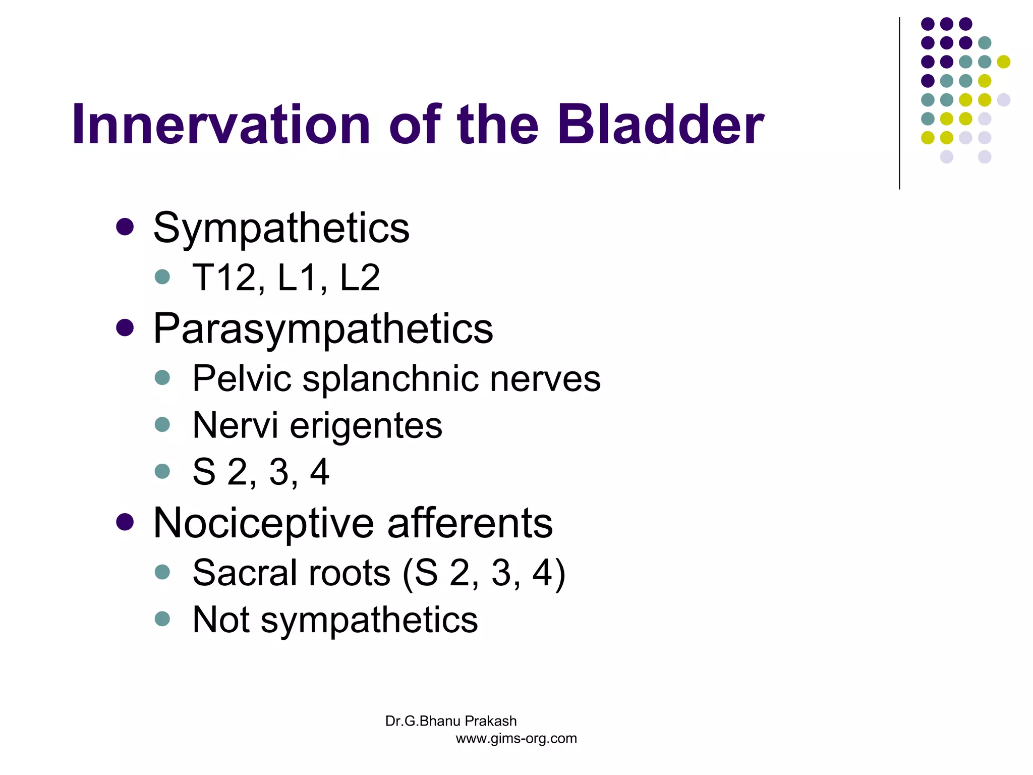 Anatomy abdomen and pelvis | PPT