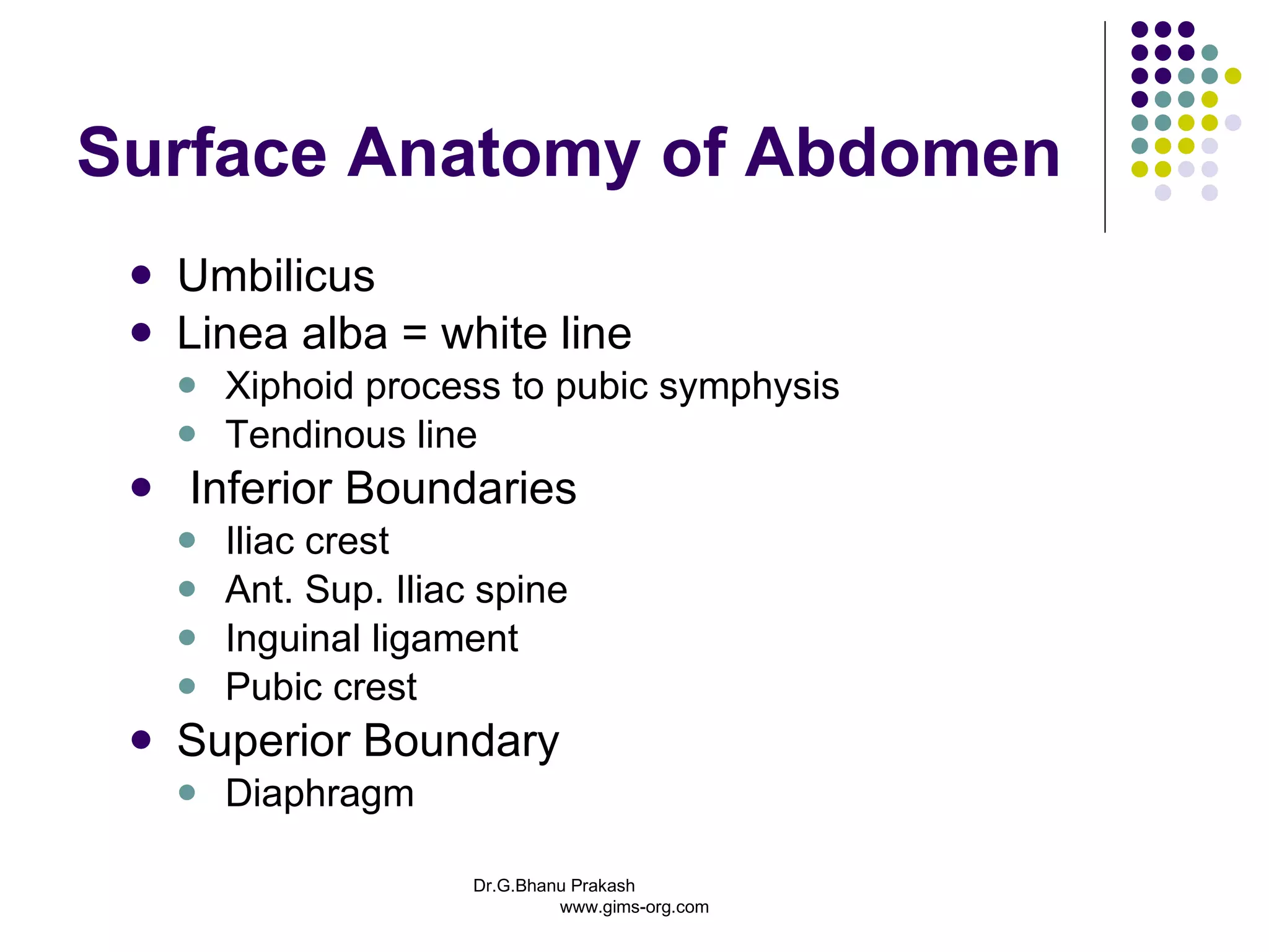 Anatomy abdomen and pelvis | PPT
