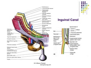 Anatomy abdomen and pelvis | PPT