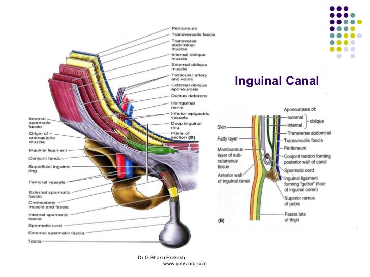 Inguinal Region