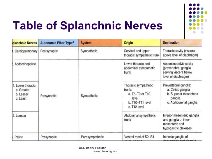 Anatomy abdomen and pelvis