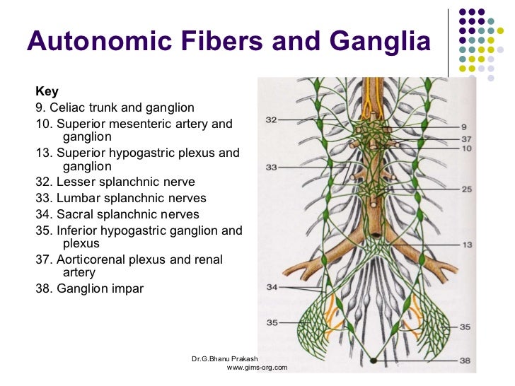 Anatomy abdomen and pelvis