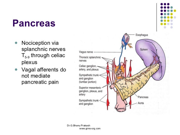 Abdominal Anatomy Pancreas : Pancreas - Anatomy, Blood Supply ...