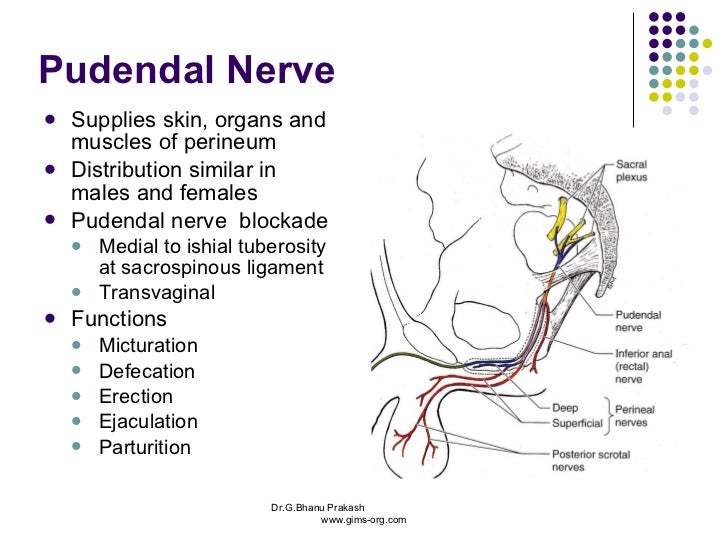 Anatomy abdomen and pelvis