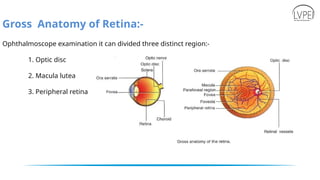 anatomy of retina about it and explanation.pptx