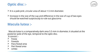 anatomy of retina about it and explanation.pptx