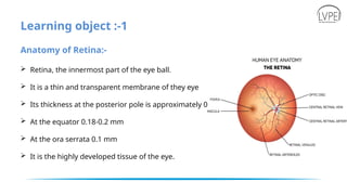 anatomy of retina about it and explanation.pptx