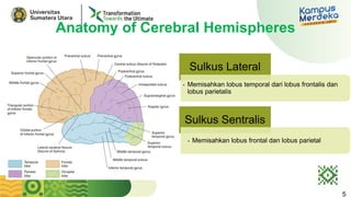 anataomi fisiologi cerebral.pptx