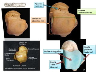 Anatomia del astragalo | PDF