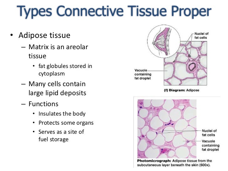 Adipose Tissue Matrix