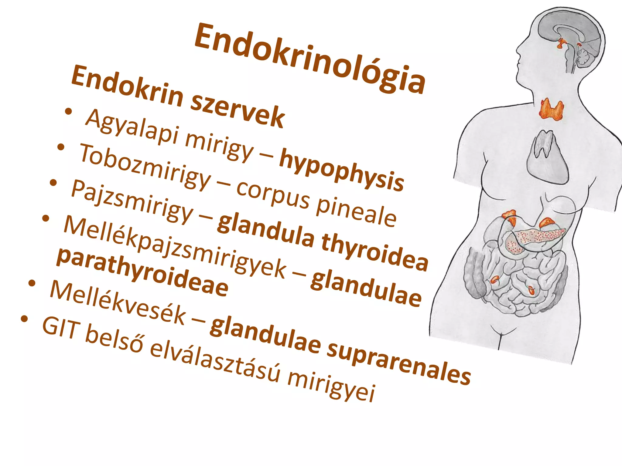 OLKDA Anatómia endokrin | PPTX