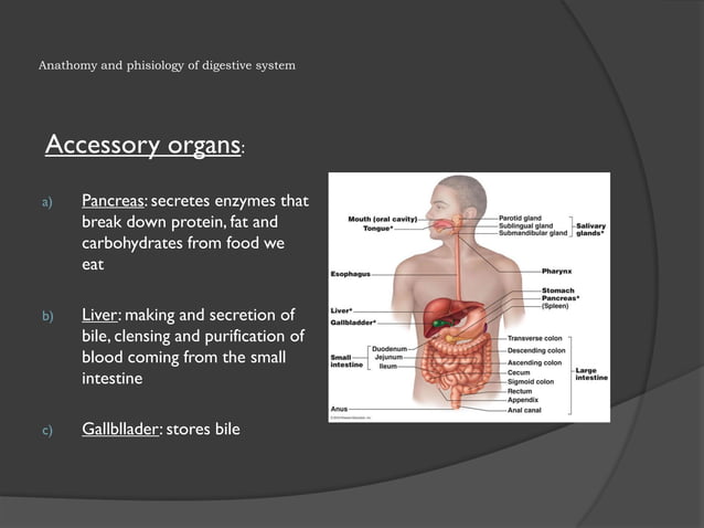 Anathomy-and-phisiology-of-digestive-system-final.pdf