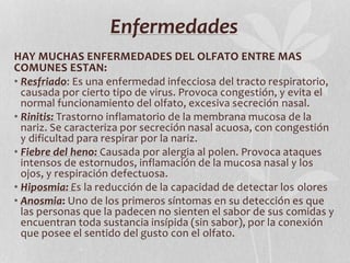 Anatomia olfato | PPTX