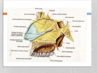 Anatomia olfato | PPTX