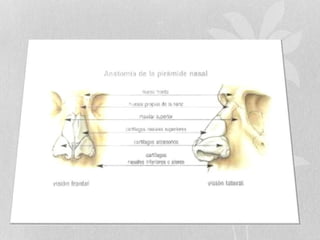Anatomia olfato | PPTX