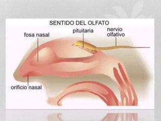 Anatomia olfato | PPTX