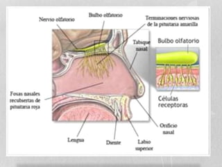 Anatomia olfato | PPTX