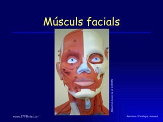 Aparell locomotor - Músculs de la cara i el cap | PPT