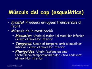 Aparell locomotor - Músculs de la cara i el cap | PPT