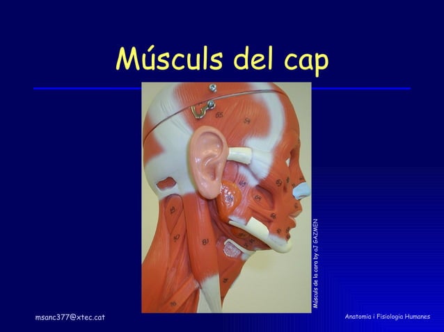 Aparell locomotor - Músculs de la cara i el cap | PPT