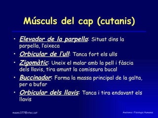 Aparell locomotor - Músculs de la cara i el cap | PPT
