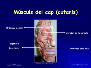 Aparell locomotor - Músculs de la cara i el cap | PPT
