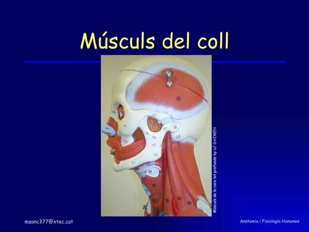 Aparell locomotor - Músculs de la cara i el cap | PPT