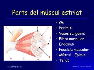 Aparell locomotor - Músculs de la cara i el cap | PPT