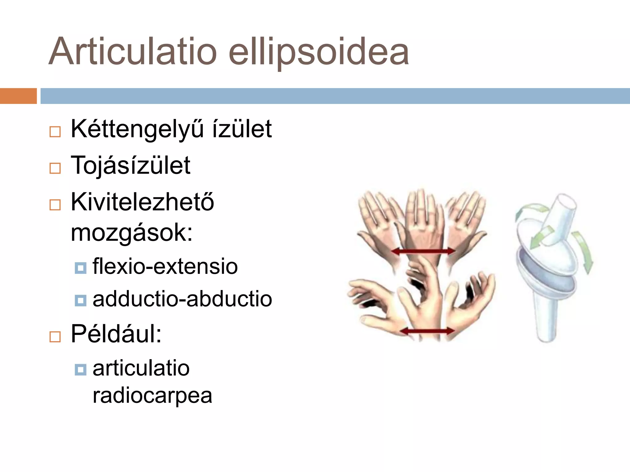 Anatómia analitikus hallgatóknak 1 | PPTX