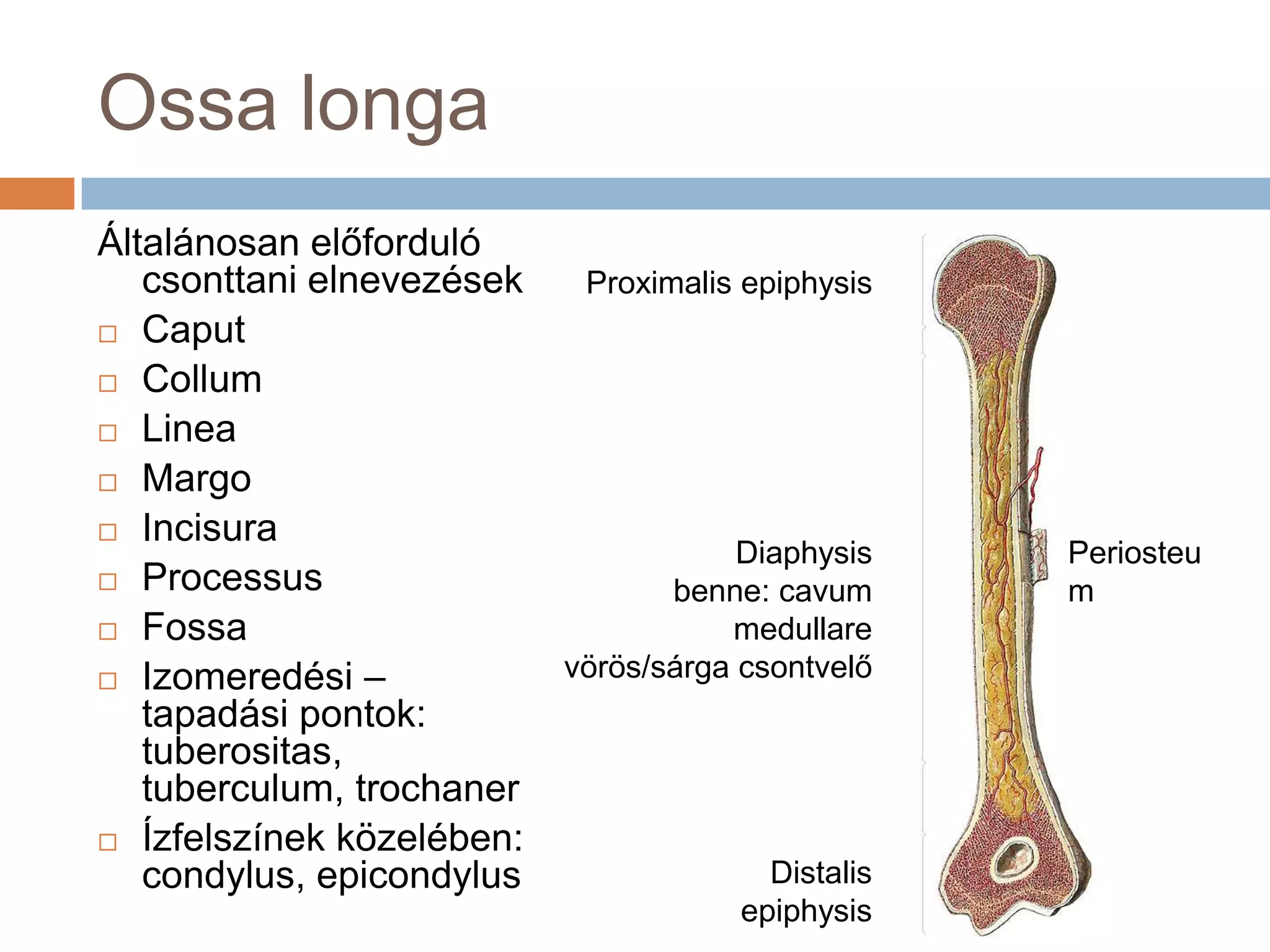 Anatómia analitikus hallgatóknak 1 | PPTX