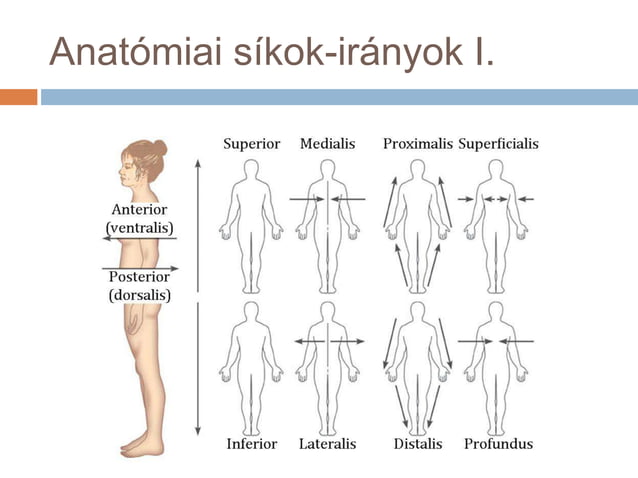 Anatómia analitikus hallgatóknak 1 | PPT